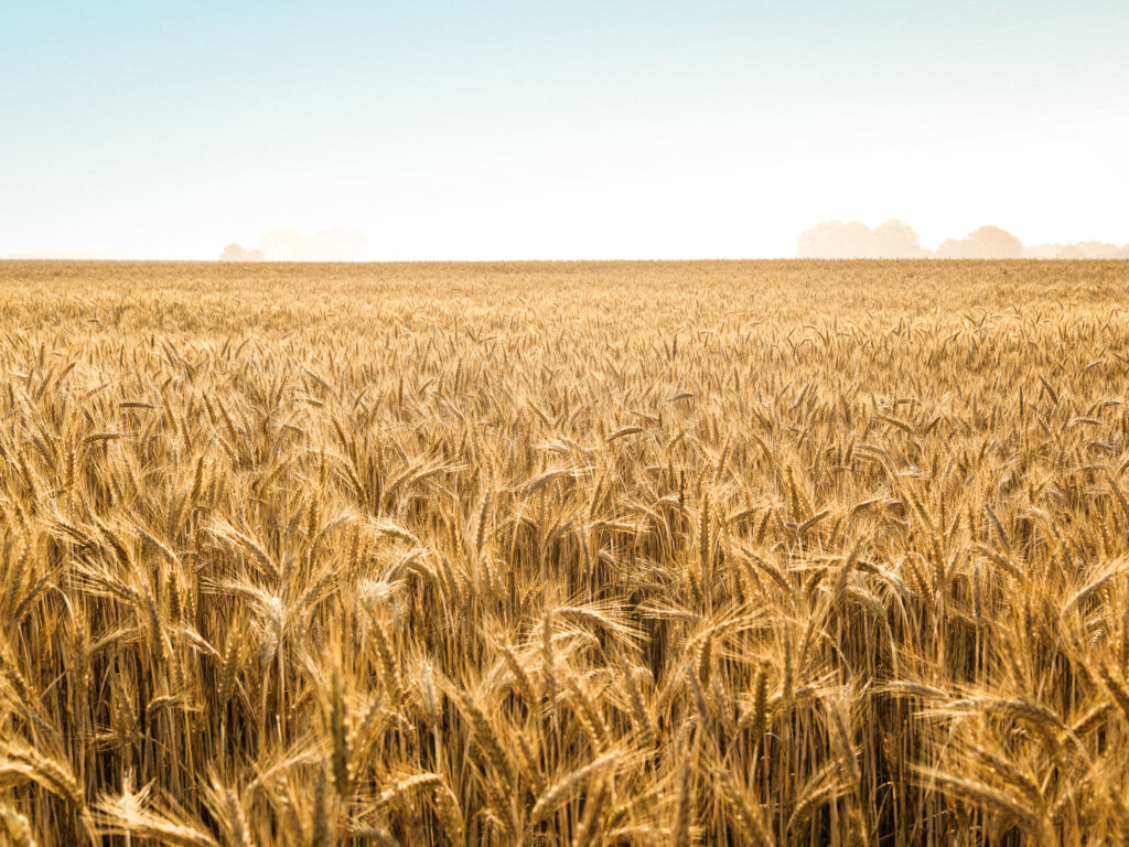 Gerstemout - de smaakmaker van OMER. | OMER.