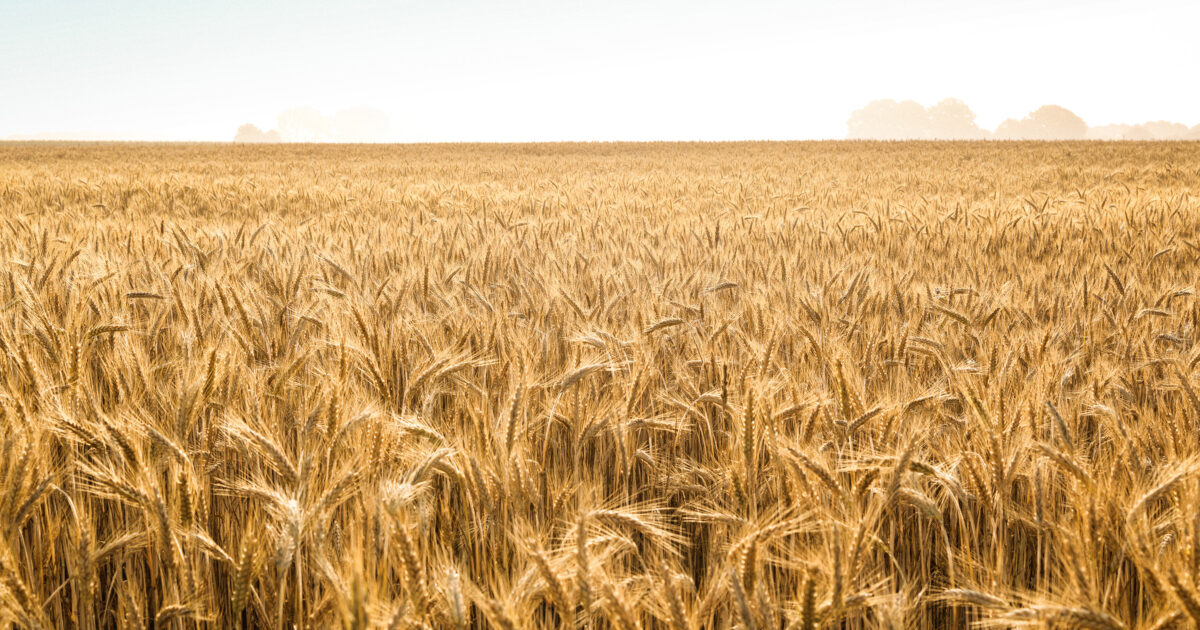 Gerstemout - de smaakmaker van OMER. | OMER.