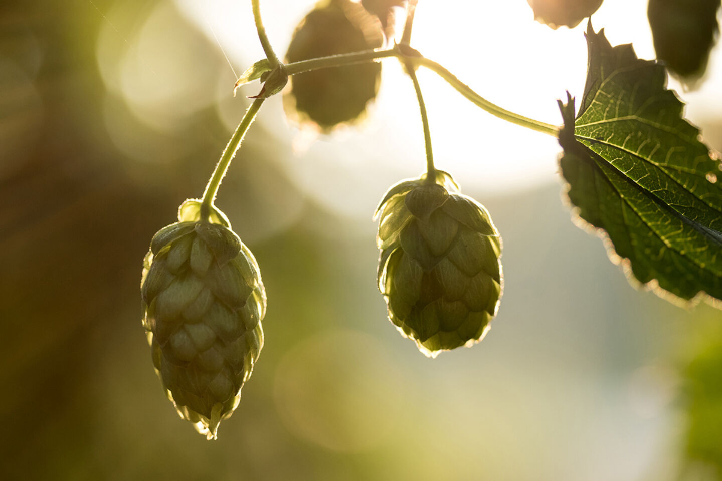 OMER. | Traditioneel Belgisch blond bier